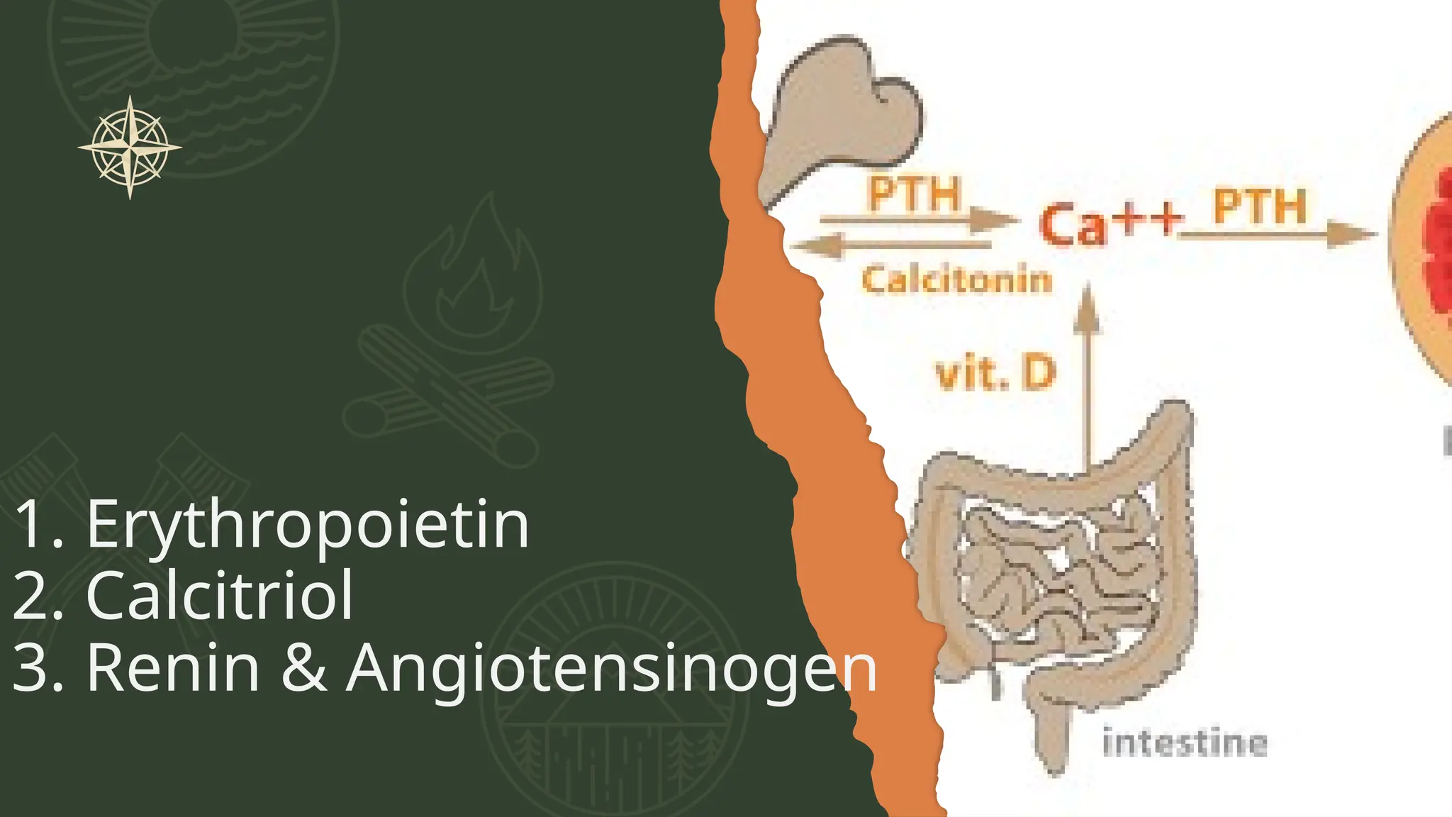 hormones produced by kidney .pptx