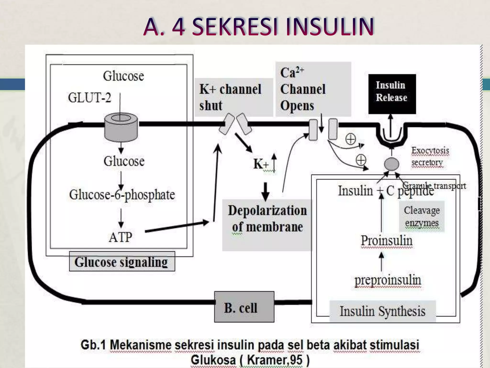 Hormon insulin dan glukagon | PPTX