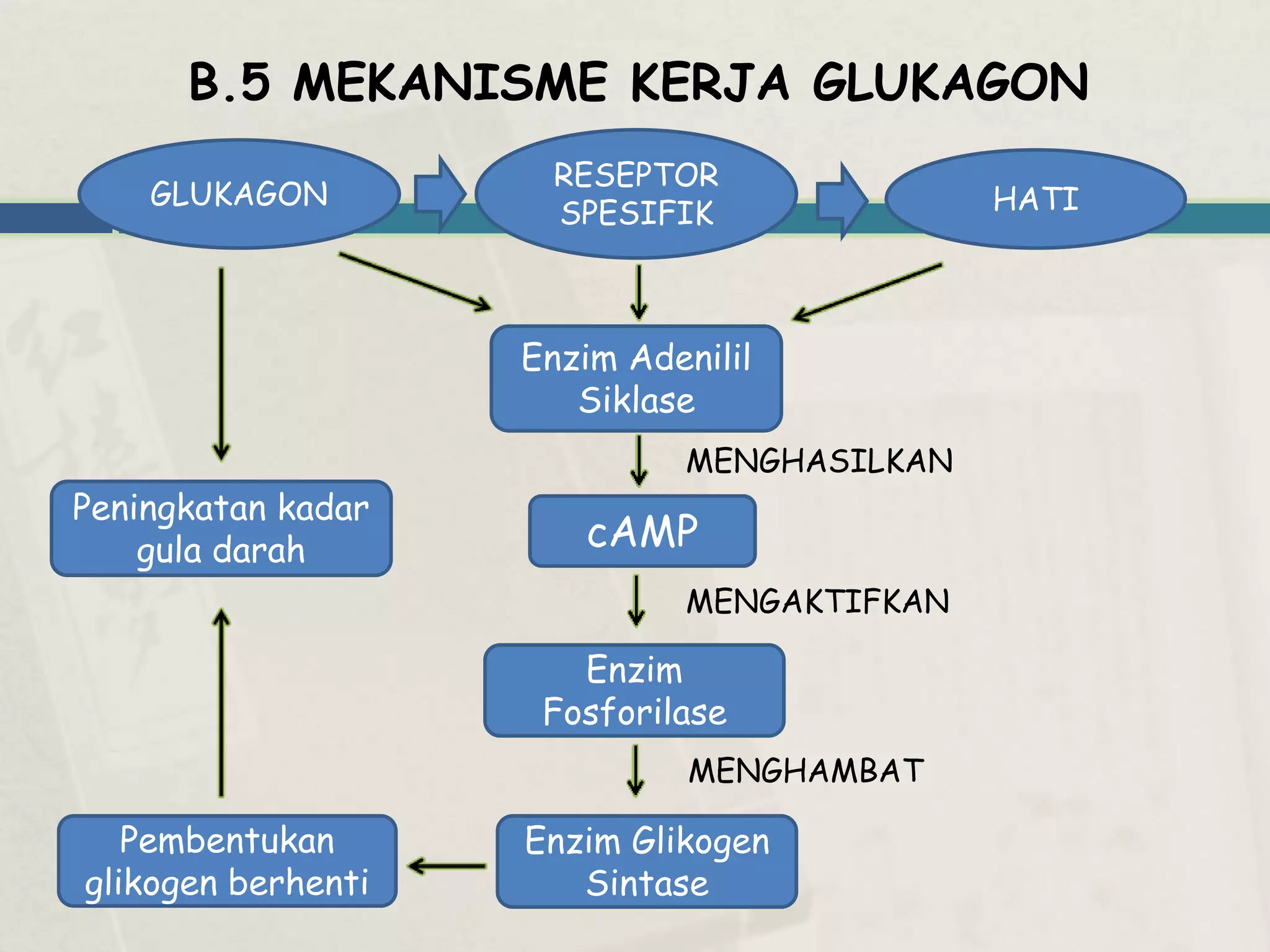 Hormon insulin dan glukagon | PPTX