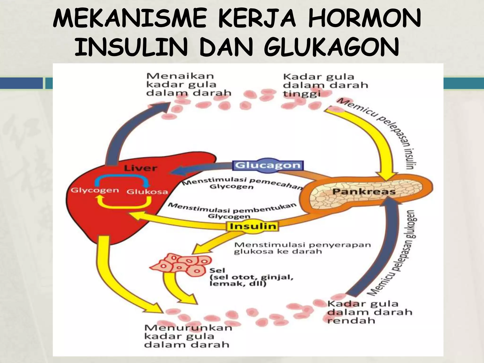 Hormon insulin dan glukagon | PPTX