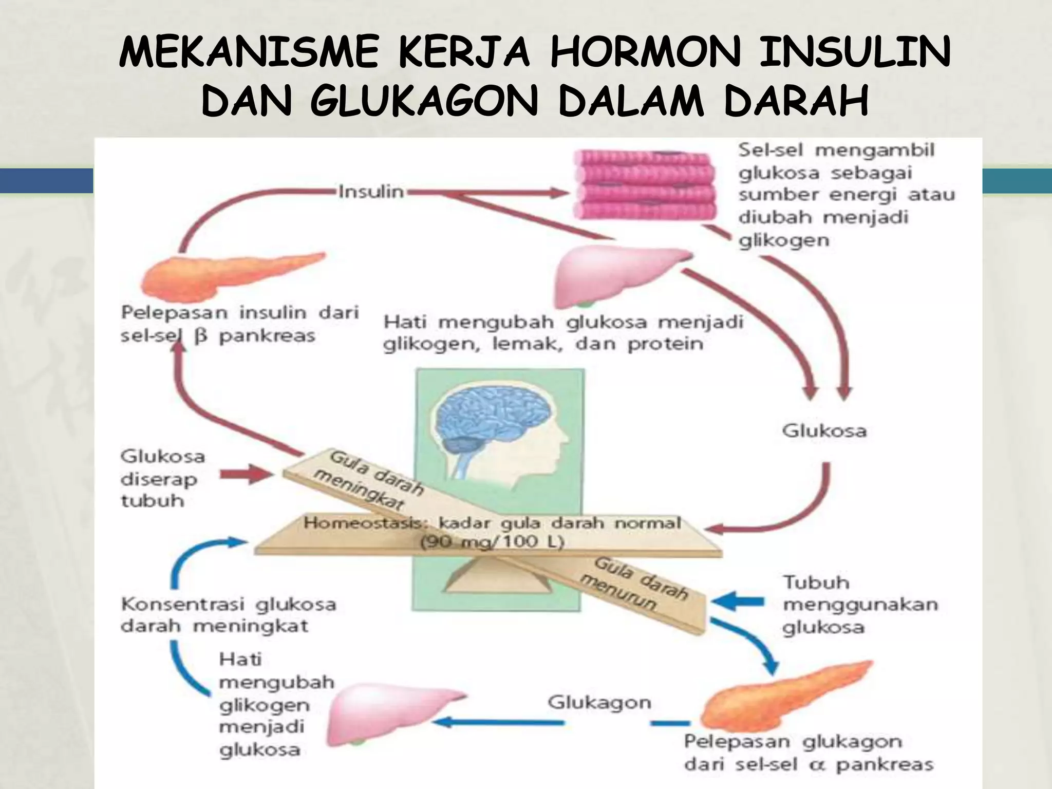 Hormon insulin dan glukagon | PPTX