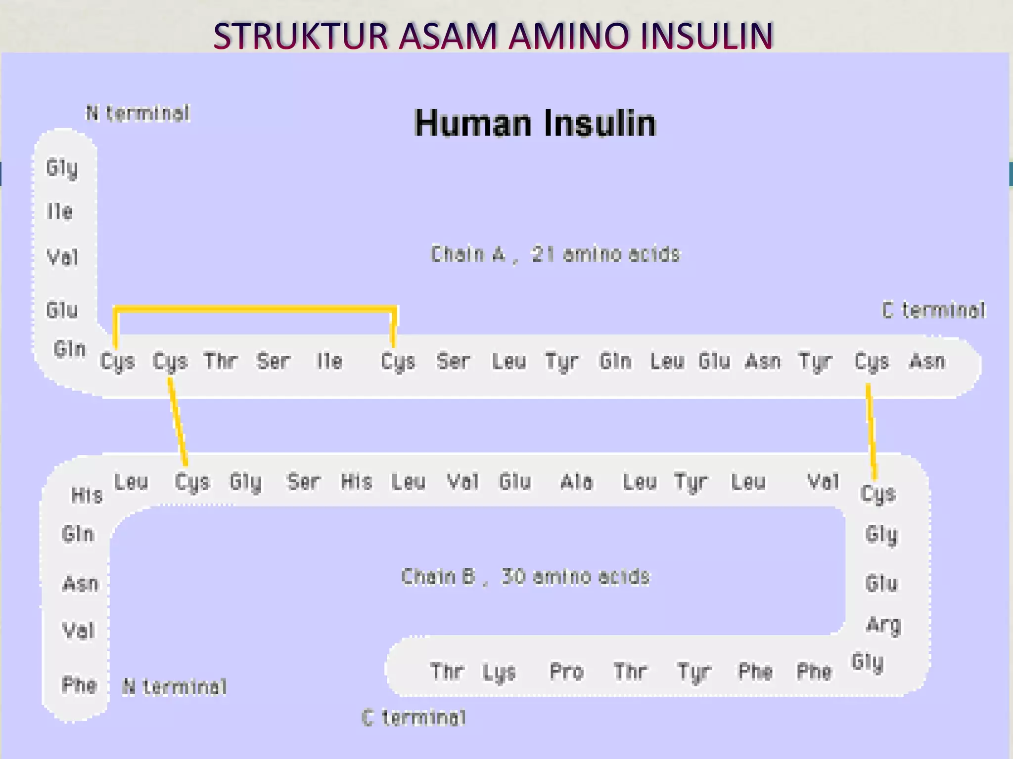Hormon insulin dan glukagon | PPTX
