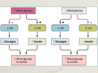 Hormon insulin dan glukagon | PPTX