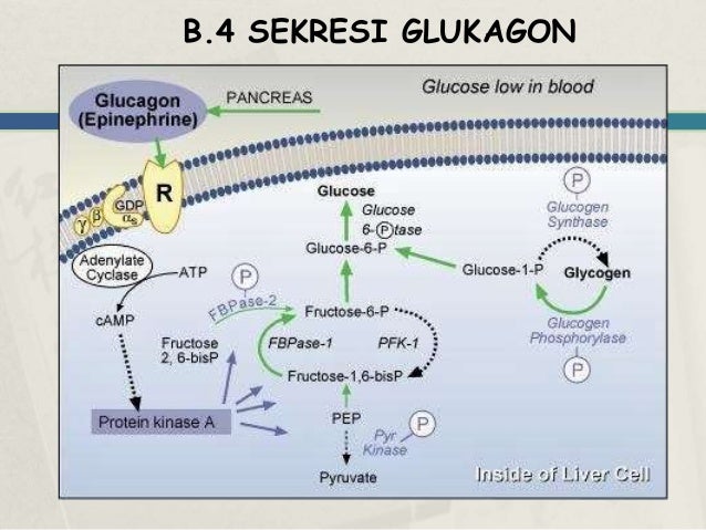 Hormon insulin dan glukagon Hormon insulin dan glukagon