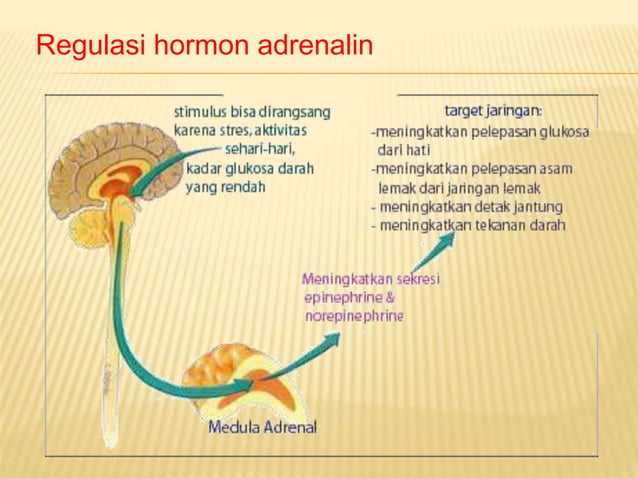 Hormon kelenjar adrenalin | PPTX