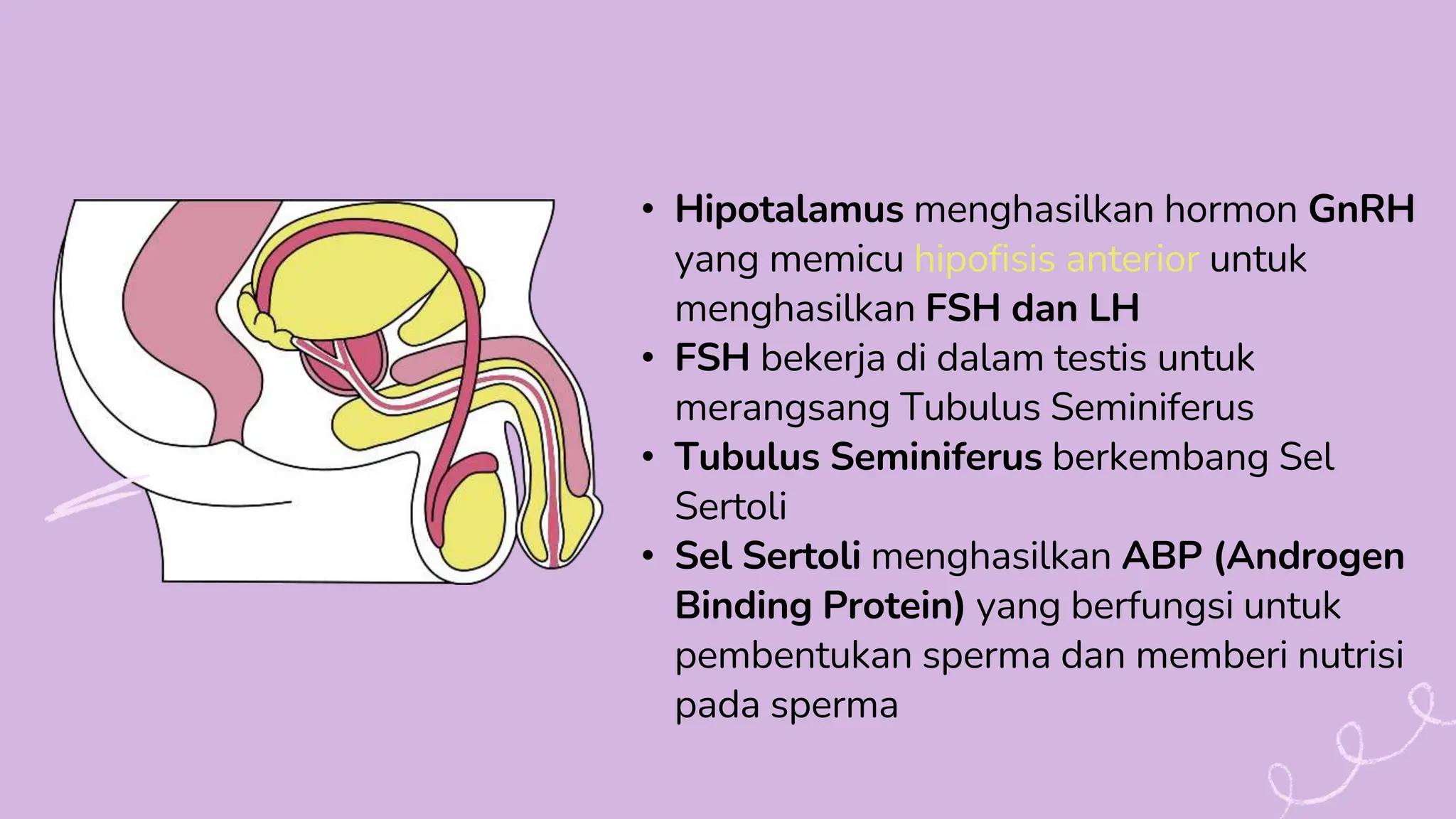 HORMON REPRODUKSI PRIA DAN WANITA__.pptx
