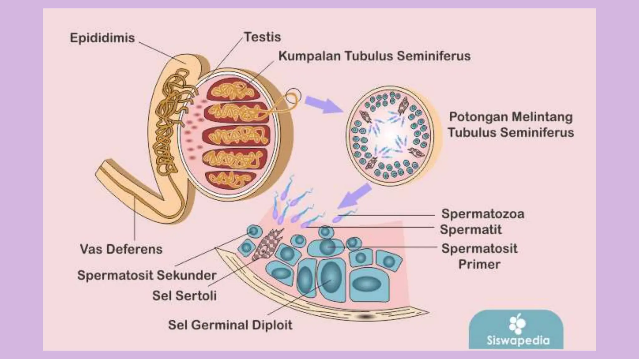 HORMON REPRODUKSI PRIA DAN WANITA__.pptx