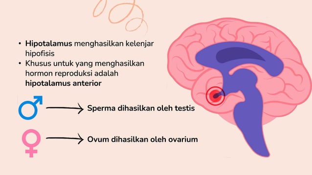 HORMON REPRODUKSI PRIA DAN WANITA__.pptx