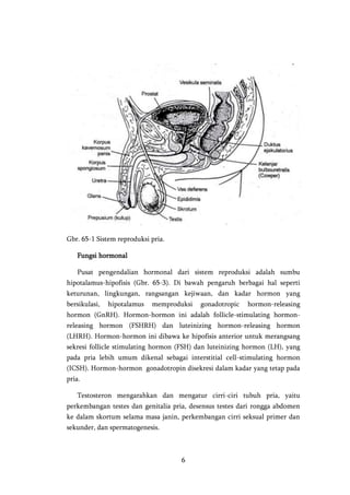Hormon Reproduksi Pria | PDF