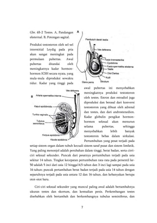 Hormon Reproduksi Pria | PDF