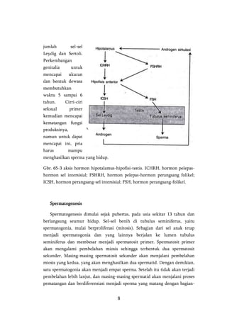 Hormon Reproduksi Pria | DOCX