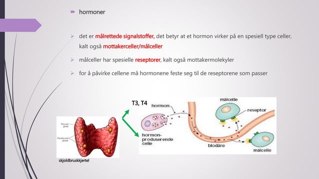 Hormonsystemet | PPTX