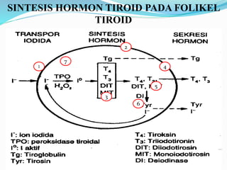 hormontiroid-150324110108-conversion-gate01.pdf
