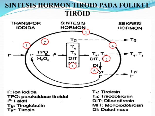 Hormon tiroid | PPT