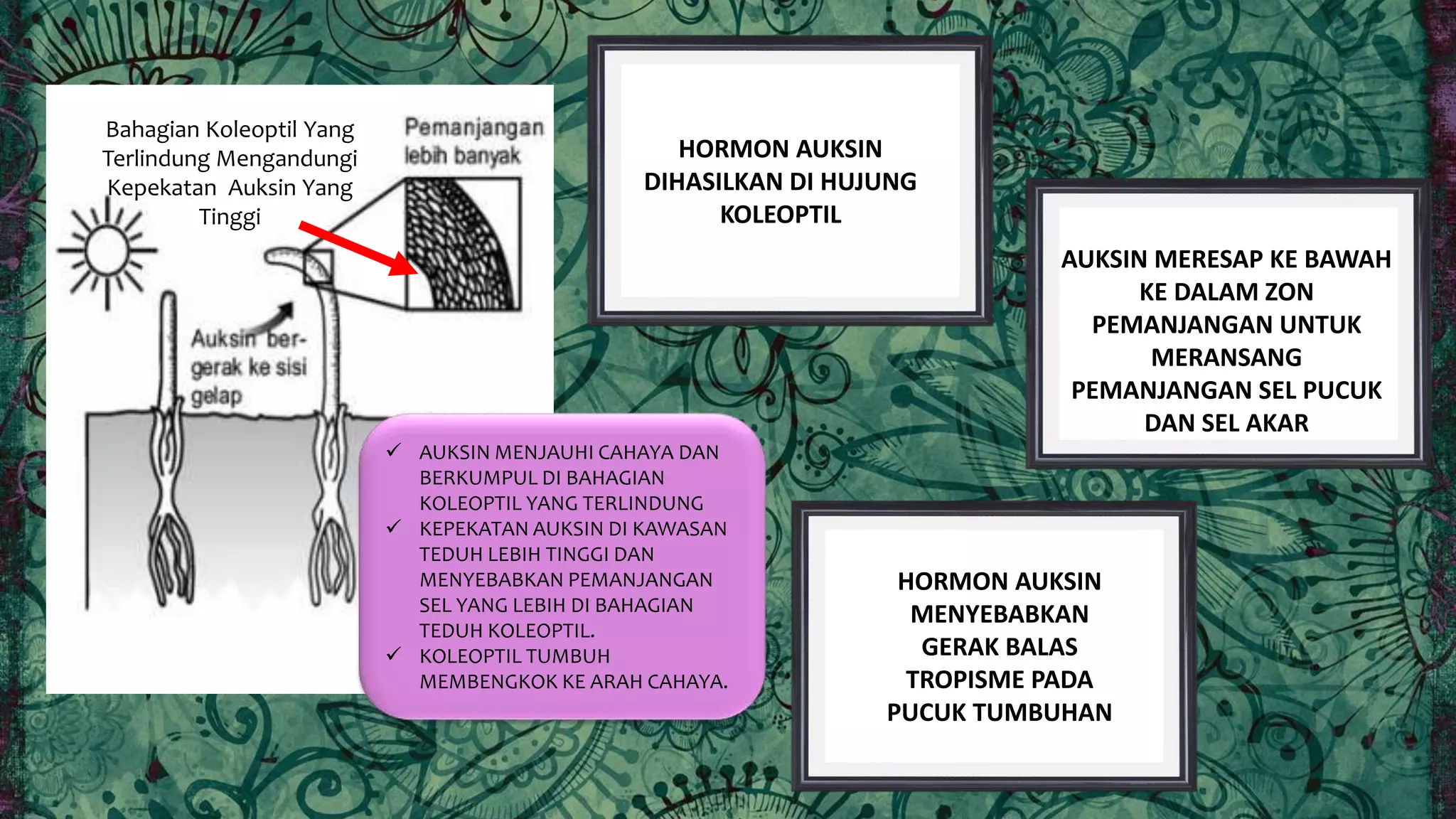 Hormon dalam tumbuhan | PPTX