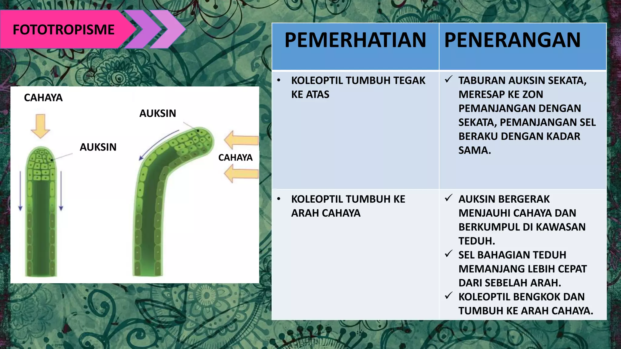Hormon dalam tumbuhan | PPTX