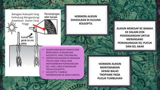 Hormon dalam tumbuhan | PPTX