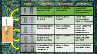 Hormon dalam tumbuhan | PPTX