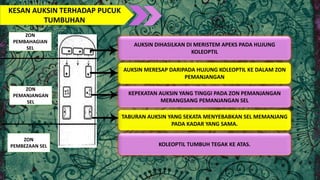 Hormon dalam tumbuhan | PPTX
