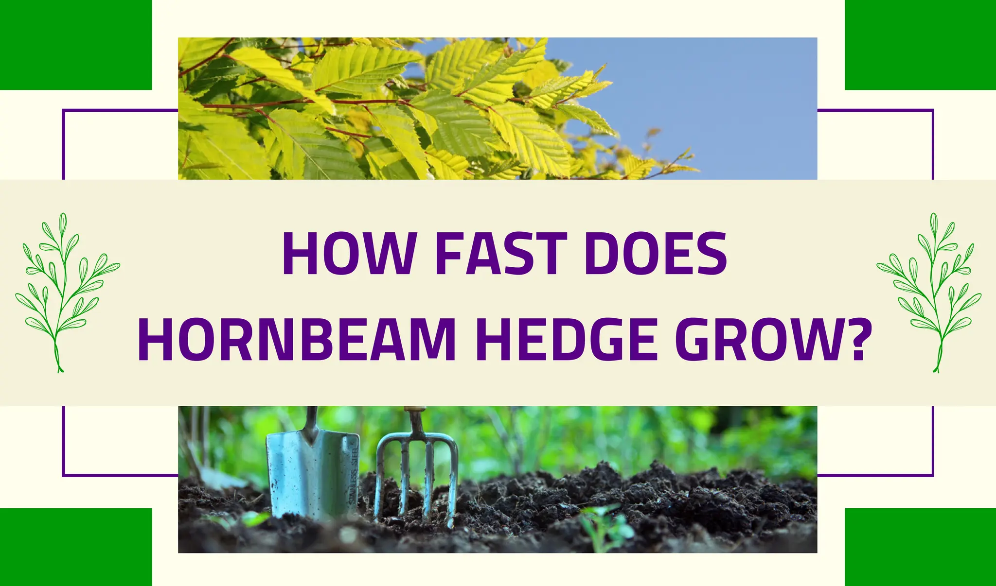 How Fast Does Hornbeam Hedge Grow? | PPT