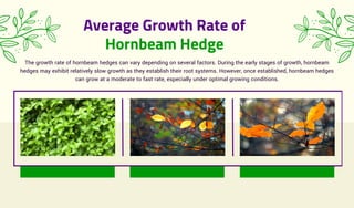 How Fast Does Hornbeam Hedge Grow? | PDF | Agriculture | Industries