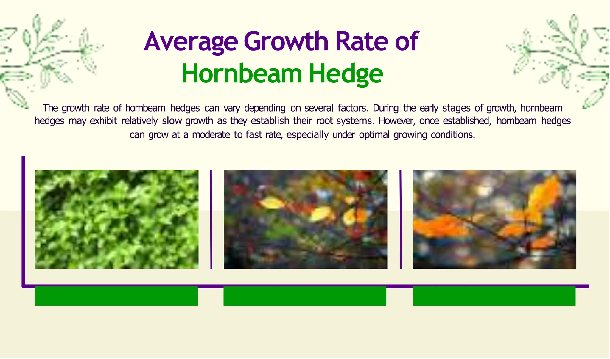 How to Plant Hornbeam Hedge and Growth guideline | PPTX