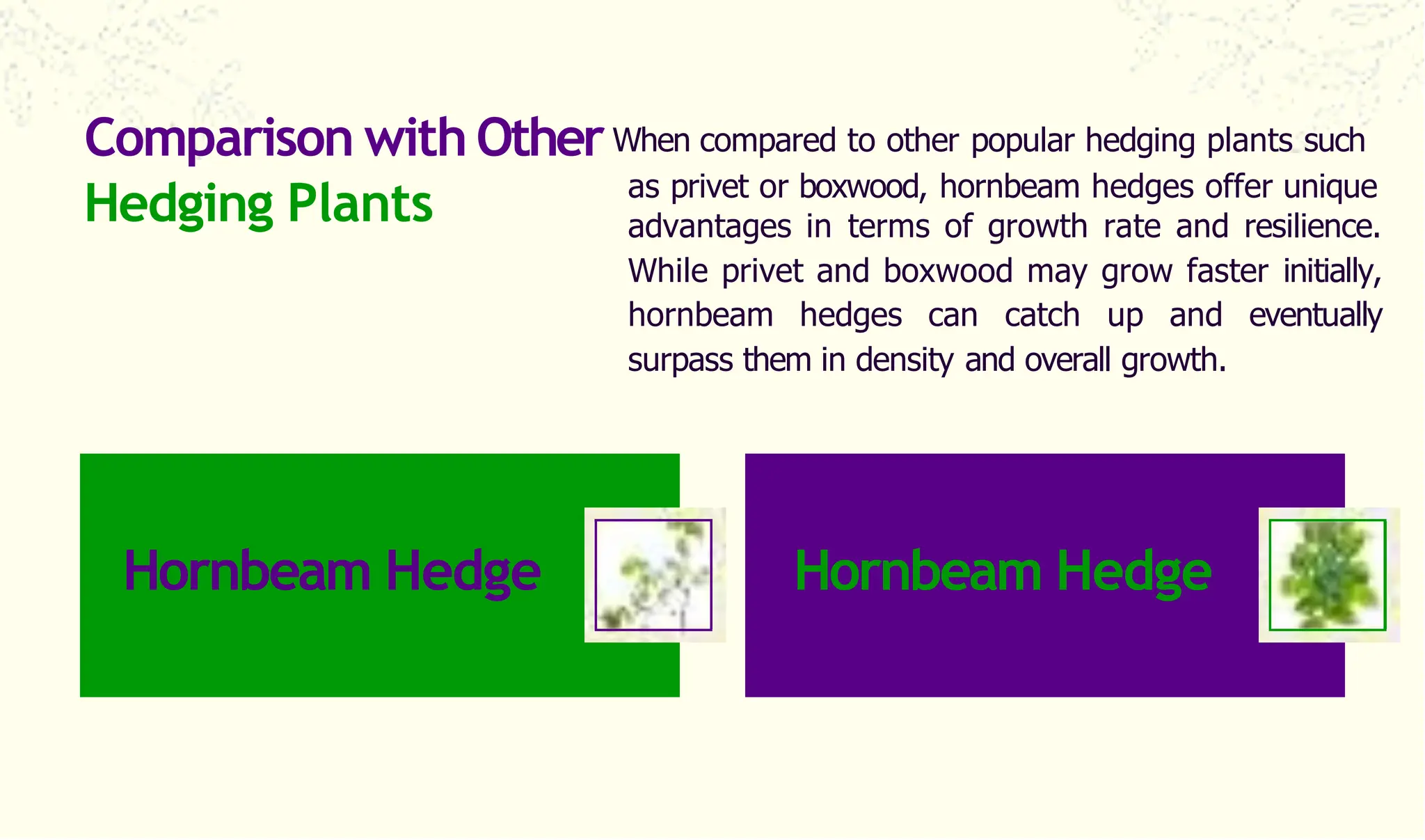 How to Plant Hornbeam Hedge and Growth guideline | PPTX