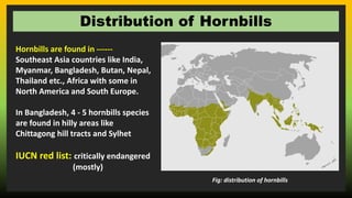 Details about Hornbill bird. | PPTX