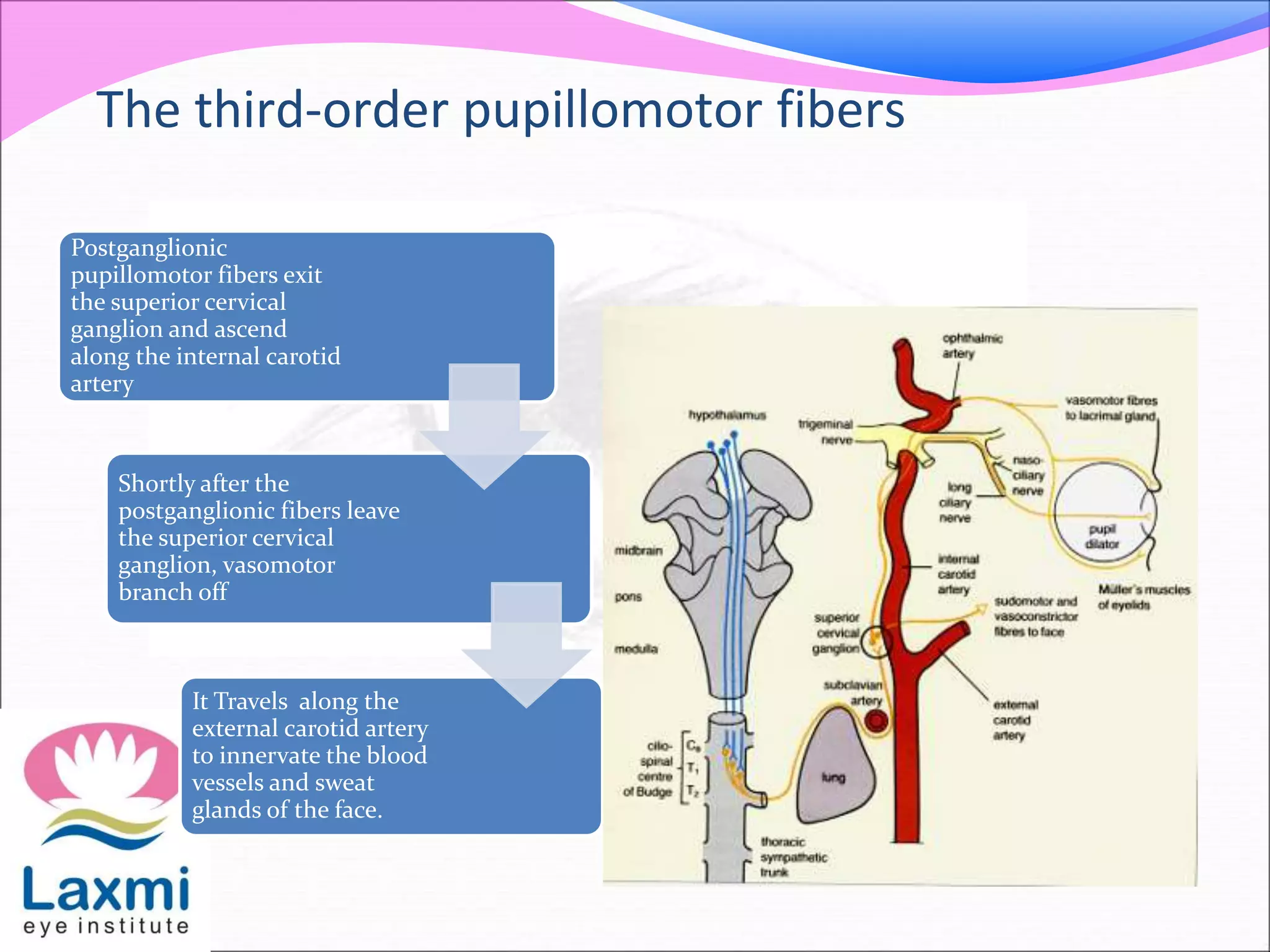 Horners syndrome | PPTX