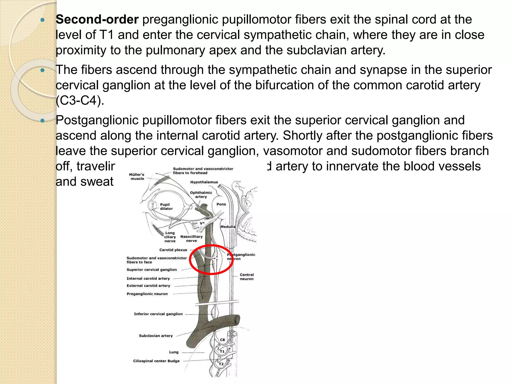 Horner’s syndrome (in respect of sympathetic trunk injury) | PPT