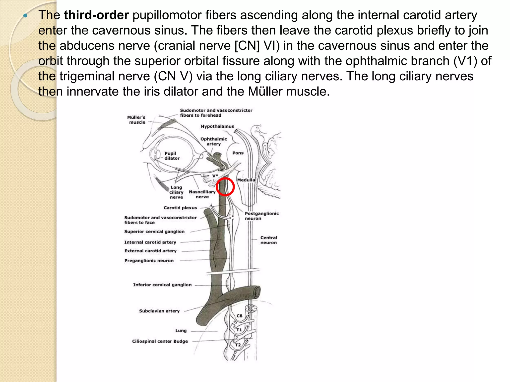 Horner’s syndrome (in respect of sympathetic trunk injury) | PPT