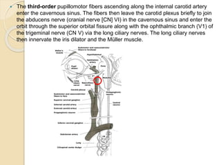 Horner’s syndrome (in respect of sympathetic trunk injury) | PPT