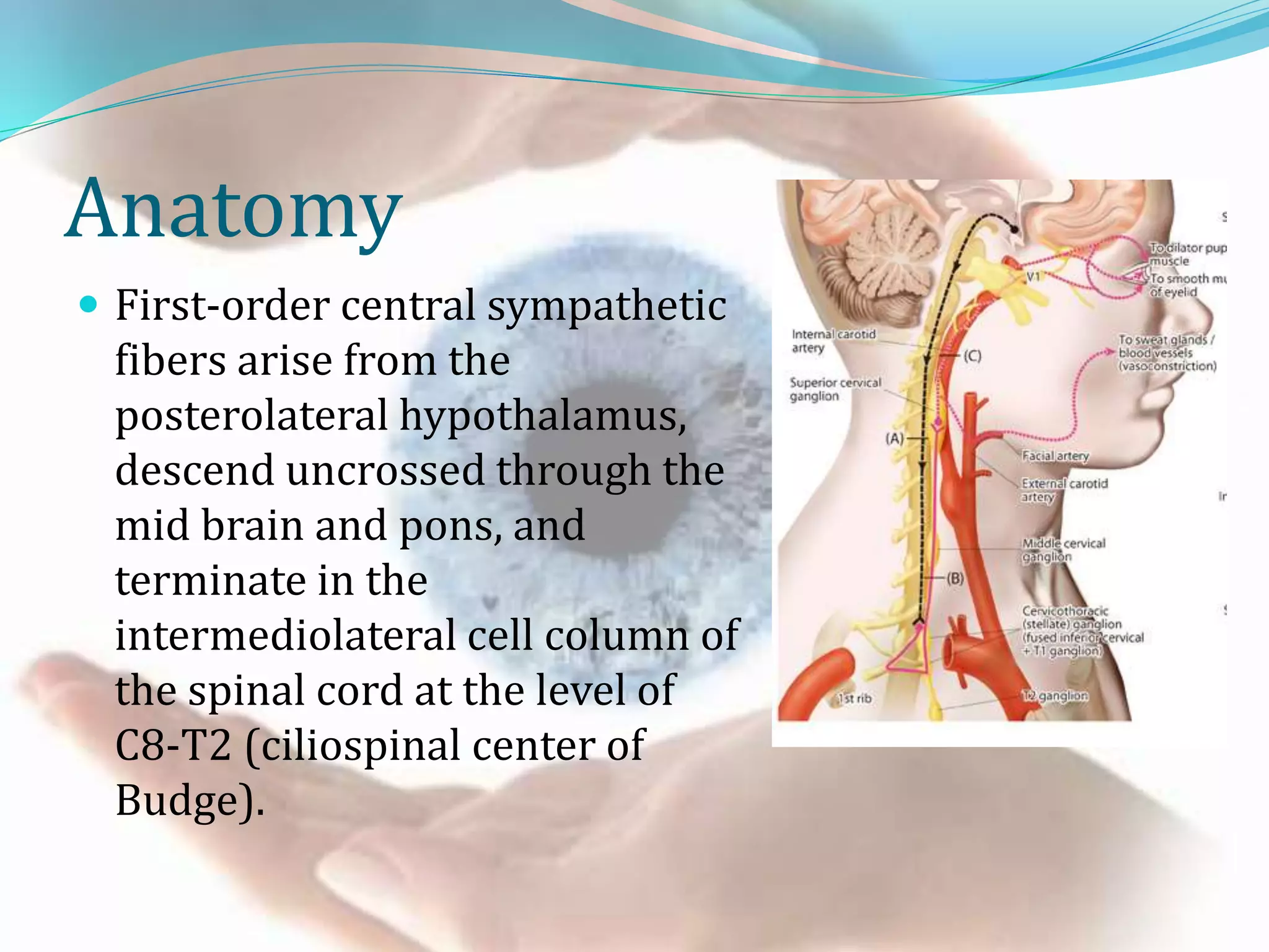 Horners syndrome | PPTX