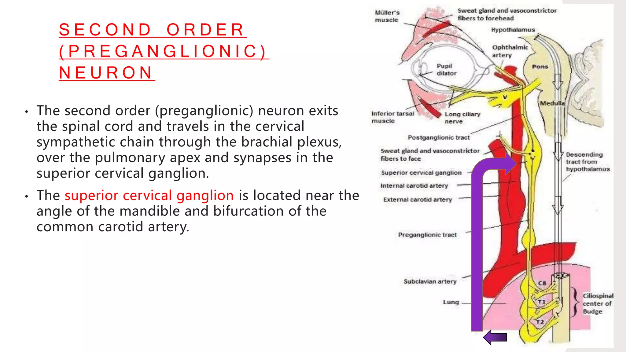 Horner's syndrome | PPTX