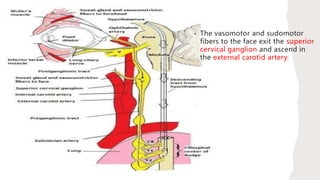 Horner's syndrome | PPTX