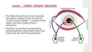 Horner's syndrome | PPTX
