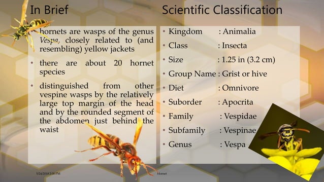 Hornet | PPTX | Beekeeping | Hobbies & Interests