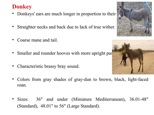 horse management and characteristics of horse | PPTX