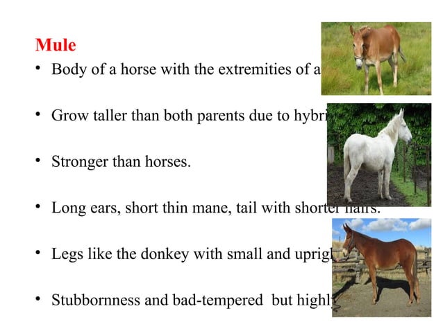 horse management and characteristics of horse | PPTX