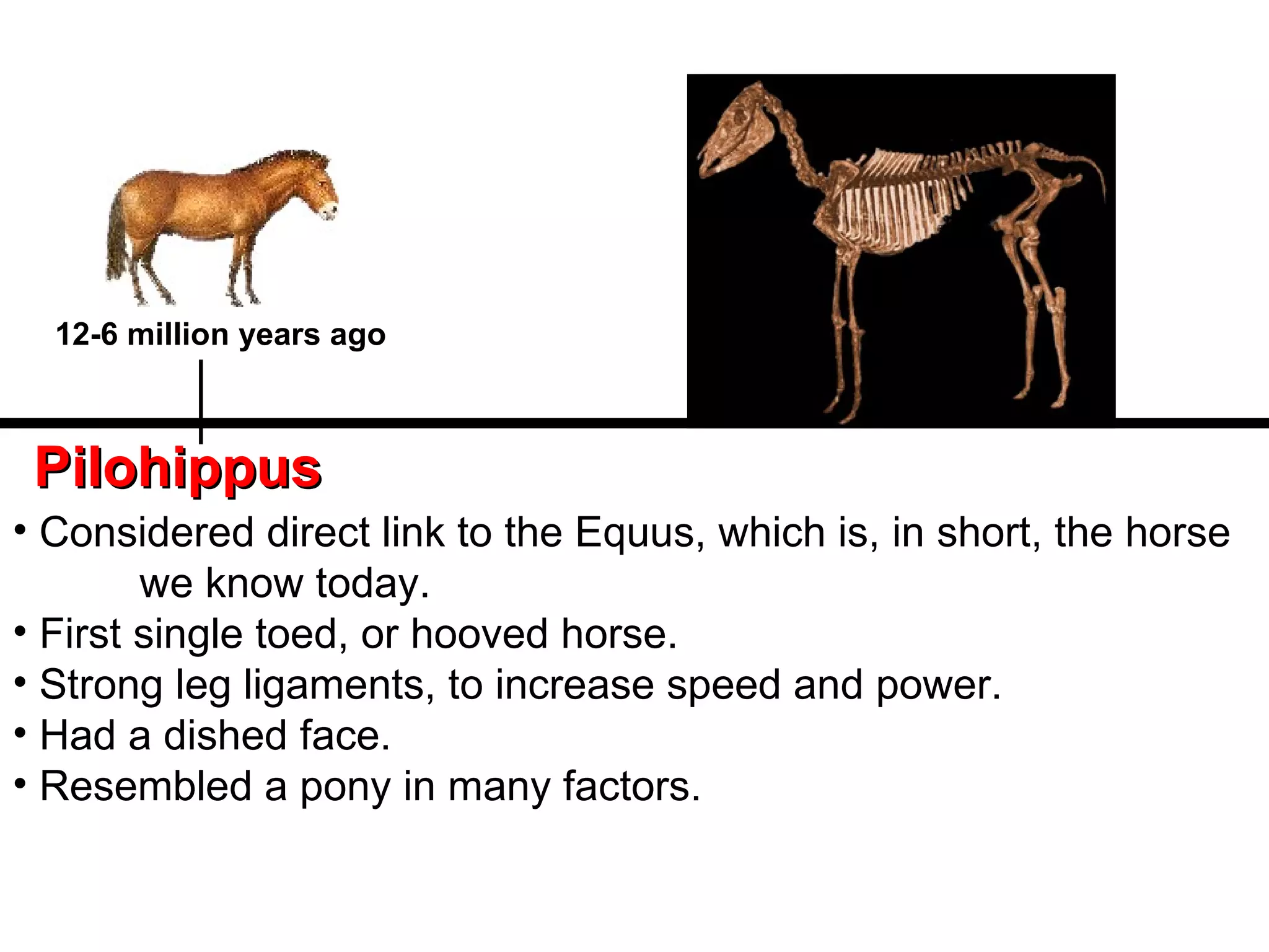 Horse Evolution | PPT