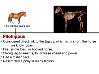 Horse Evolution | PPT