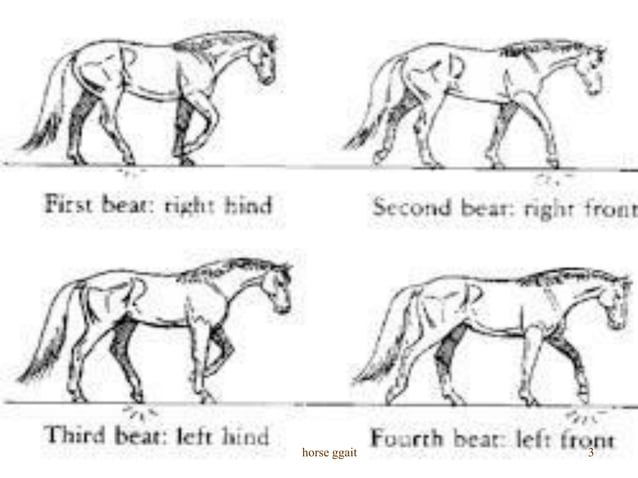 horse-gait. pdf | PDF