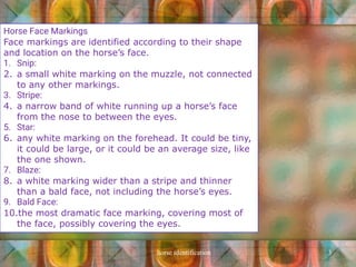 horse-identification. pdf | PDF
