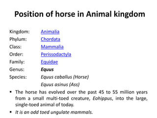 horse_1.pptx