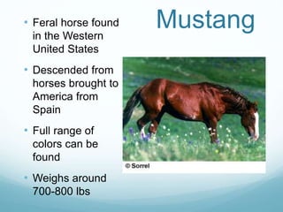 Horse Breeds | PPTX