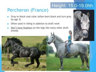 Horse_Breeds, colors and markings powerpoint | PPTX