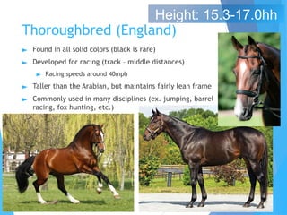 Horse_Breeds, colors and markings powerpoint | PPTX