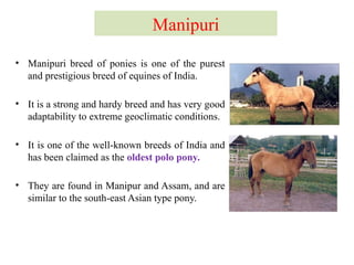 HORSE CLASSIFICATION AND BREED OF HORSE AND DONKEY.pptx