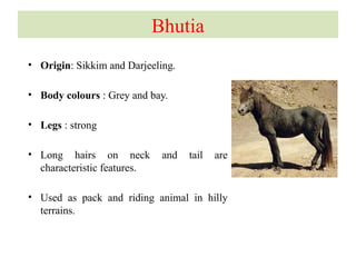 HORSE CLASSIFICATION AND BREED OF HORSE AND DONKEY.pptx
