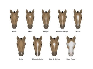 HORSE CLASSIFICATION AND BREED OF HORSE AND DONKEY.pptx